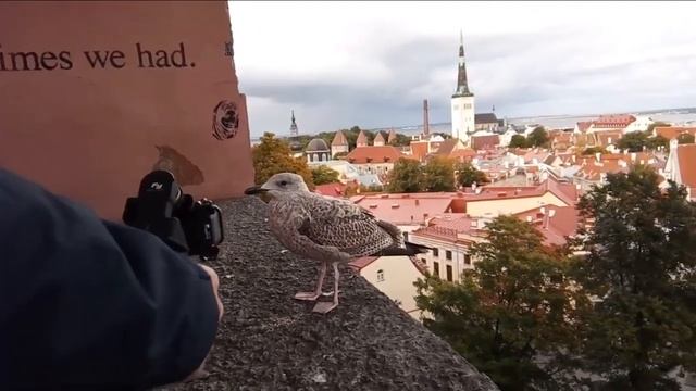 Чайка на смотровой площадке, Таллин