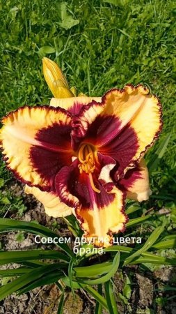 Разочарование.