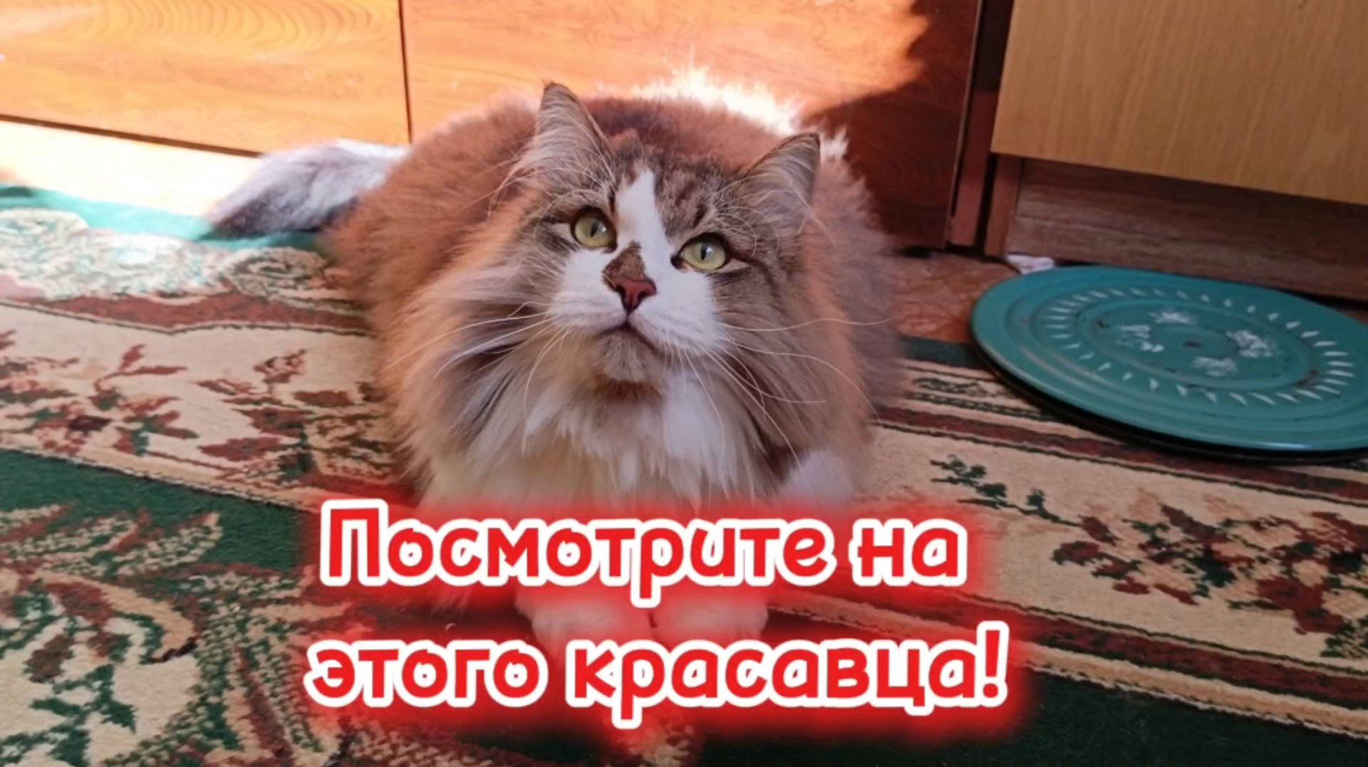 Посмотрите на этого красавца!