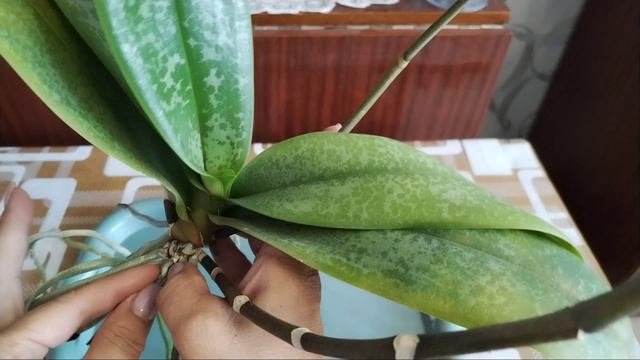 Стюартиана Пико Чип. Омоложение 😅