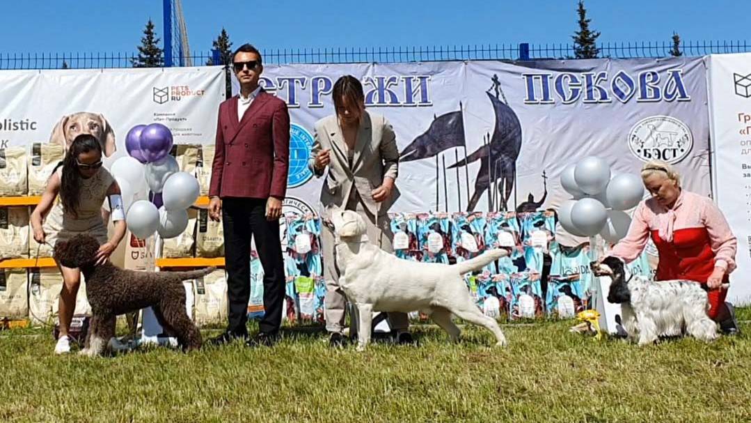 01.06.2025, Псков. Клуб БЭСТ (РКФ, РФОС). Выставка собак САС 8 группы FCI