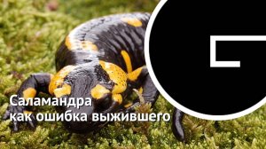 Осанна тем, кому повезло или талант, которого никто не увидел.