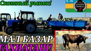 30-07-2025 Скотный рынок 🐄