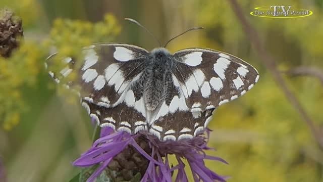 🌼🦋Wunderschöne Schachbrettfalter 🦋 (Melanargia galathea) verteidigt seine  Blüte-Schmetterlinge.