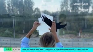 Отпугивающие птиц наклейки появились на шумозащитных экранах Мытищинской хорды - Москва 24