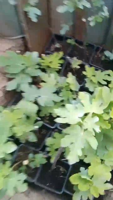 Фисташка и инжир после янтарной кислоты на 30.07.2025г. Small Garden's