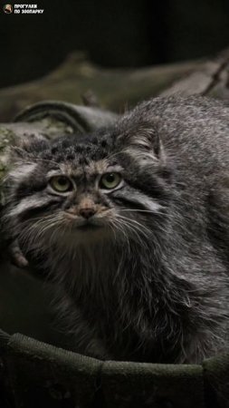 Котенок манула Евы отдыхает в гамаке. Новосибирский зоопарк