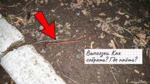 Выползок. Где найти выползка? Как собрать выползка? Как хранить выползка?