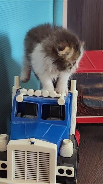 Котенок играет с детскими машинками.