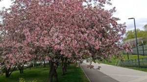 сакура цветение фото  2025-05-21