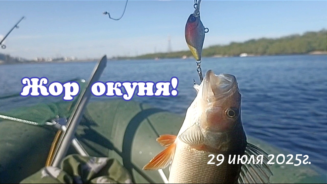Жор окуня! 29.07.2025г.
