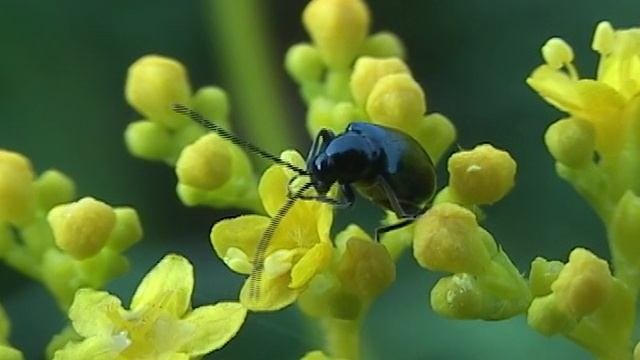 Из жизни насекомых или Чистота - залог здоровья