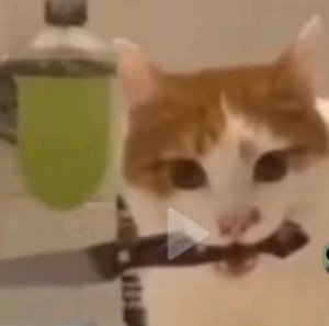 привет это КОТЁНА🐱❤️ но я бывший блогер с именем Aunet
