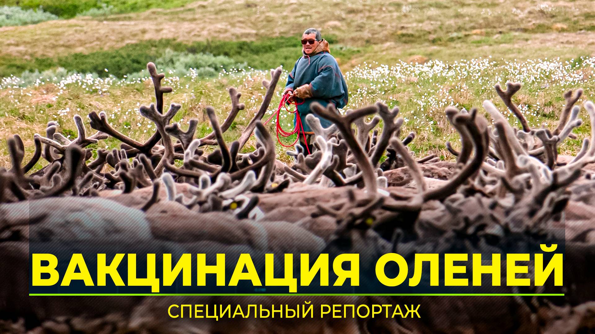 В ямальской тундре работают 16 прививочных бригад