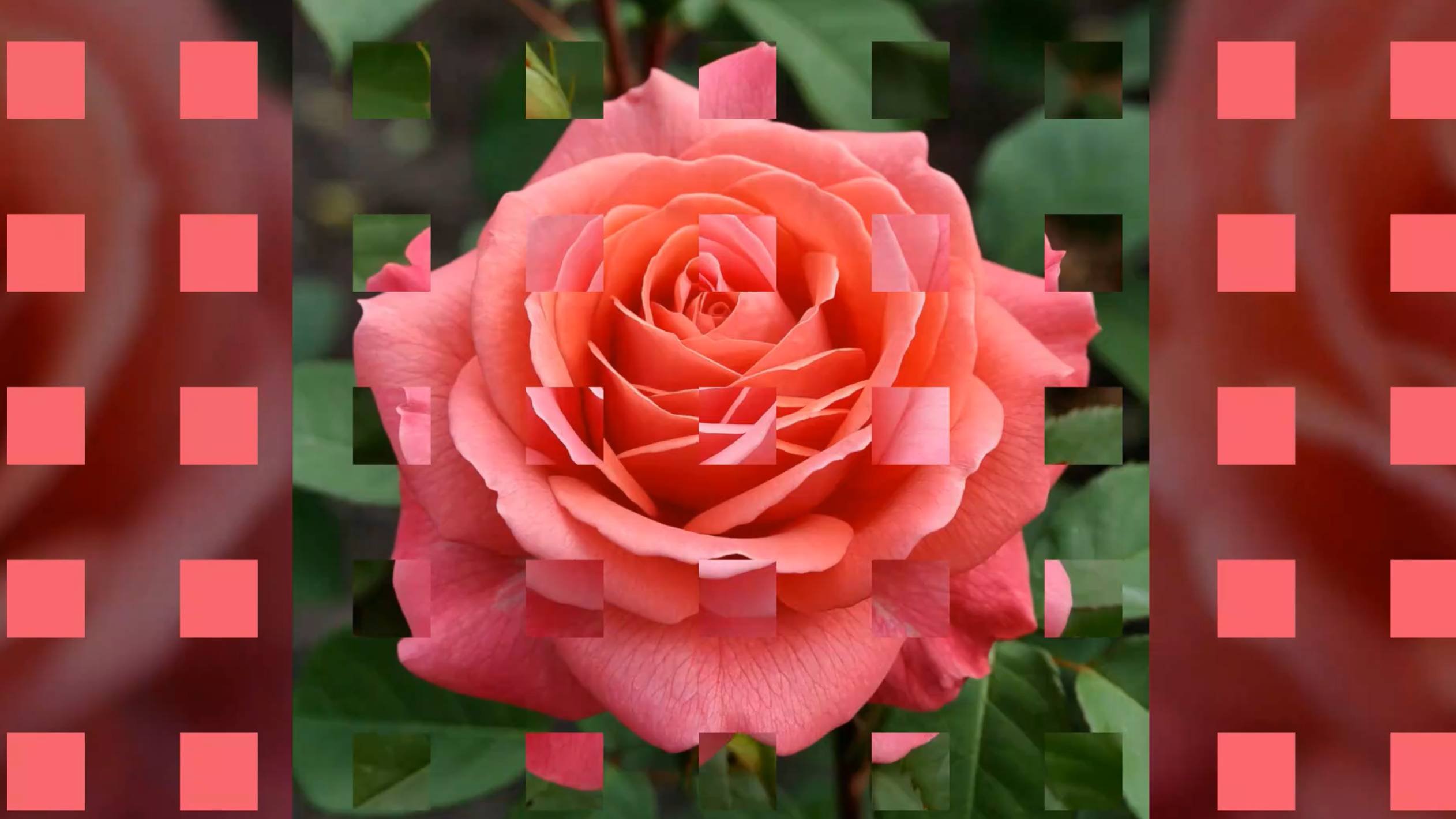 Music AN|NET. Клип - Roses of inspiration (moon deep house summer relaxation) 💕💕💕