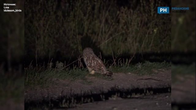 В Рязанской области заметили ночную активность сов