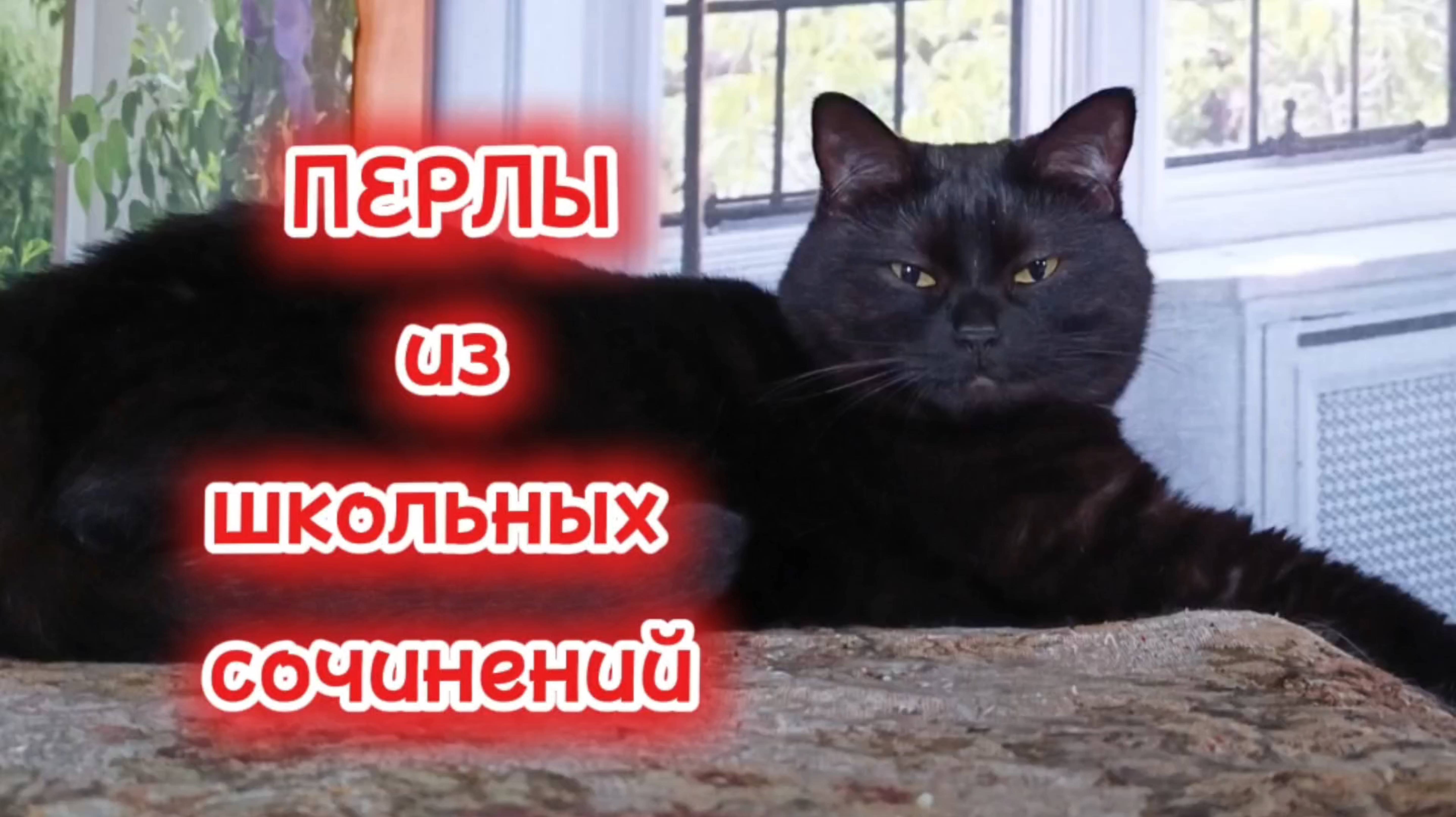 ПЕРЛЫ из школьных сочинений.