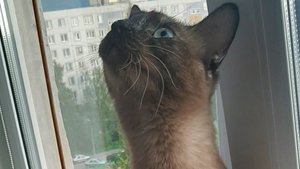 обрез плюша