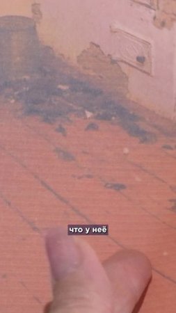Кошатница издевается над соседями