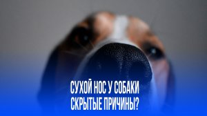 Секреты собачьего здоровья: сухой нос — норма или тревожный знак? Узнайте мнение ветеринара!