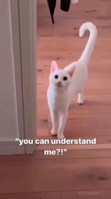 Кото паника - она такая 😹