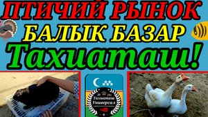 30-07-2025 Птичий рынок - рынок рыб