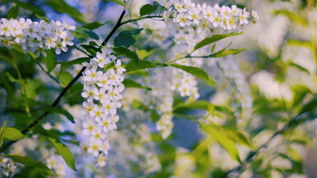 Футаж — Цветущая черемуха. Футажи (footage) красивая природа [FullHD]