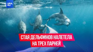На пляжах Геленджика рекомендуют не заплывать за буйки, чтобы не стать жертвой дельфинов