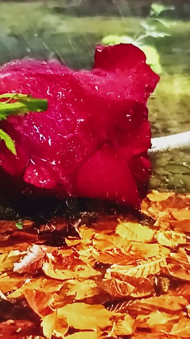 Дождь, Гроза, Орган | Музыка Баха для Глубокого Покоя и Вдохновения ⚡️🎶⚡️