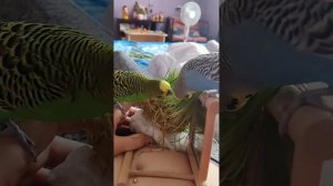 забавные Птичкины красавчики
