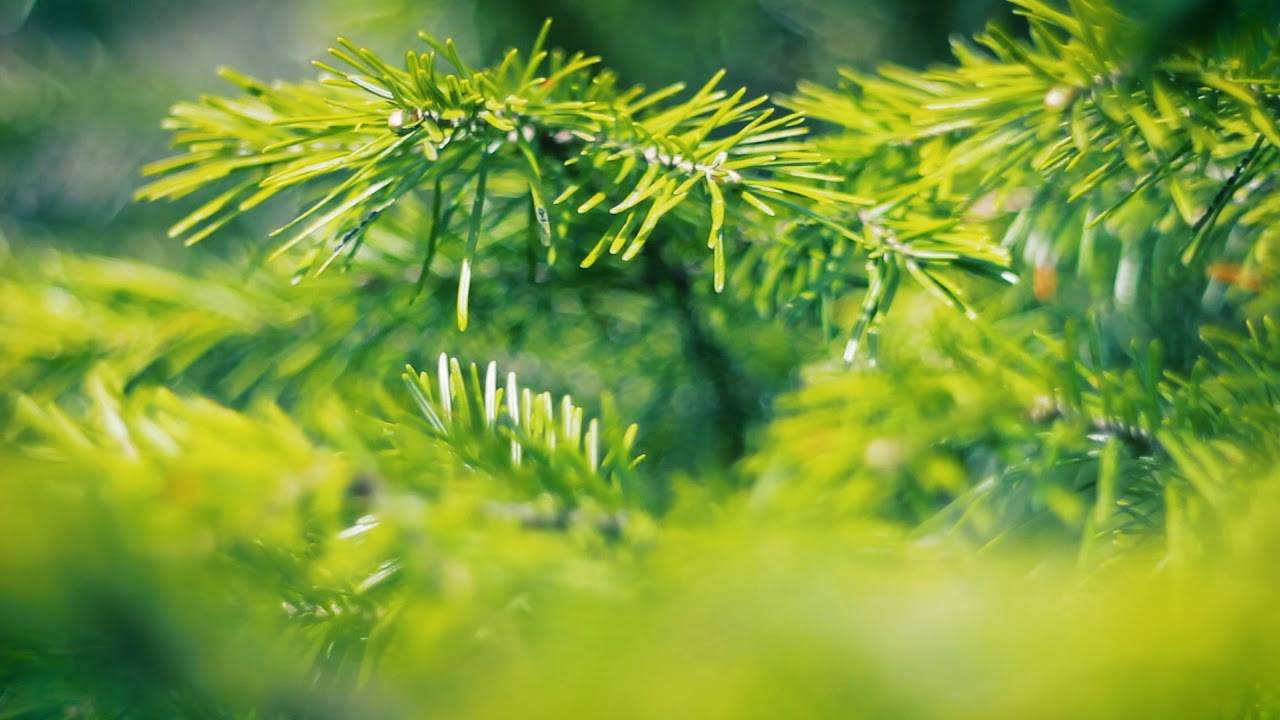 Футаж — Красивая ветка ели весной. Жаворонок. Футажи (footage) красивая природа [FullHD]