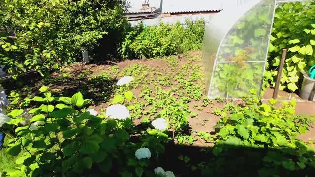 В Вилло Баджо уборочная в разгаре/In Villa Baggio, the harvest is in full swing