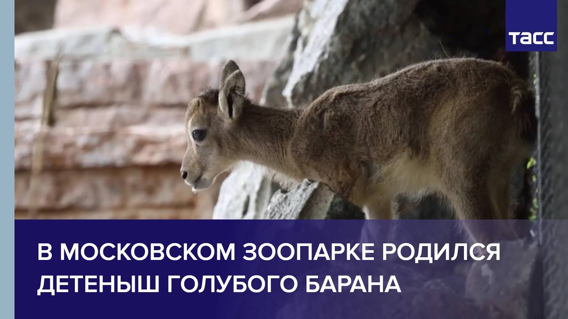 В Московском зоопарке родился детеныш голубого барана