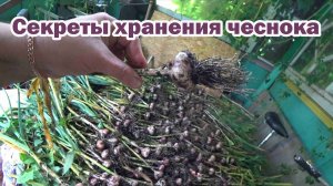 Хранение чеснока. Мой опыт