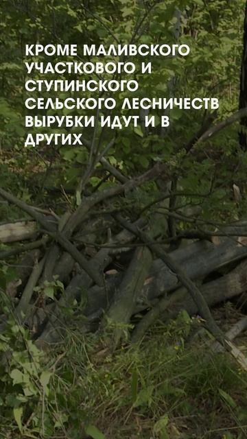 Санитарная вырубка леса