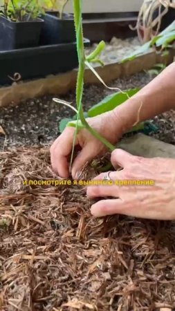Опускаем ОГУРЕЧНЫЕ ПЛЕТИ ПРОСТО!