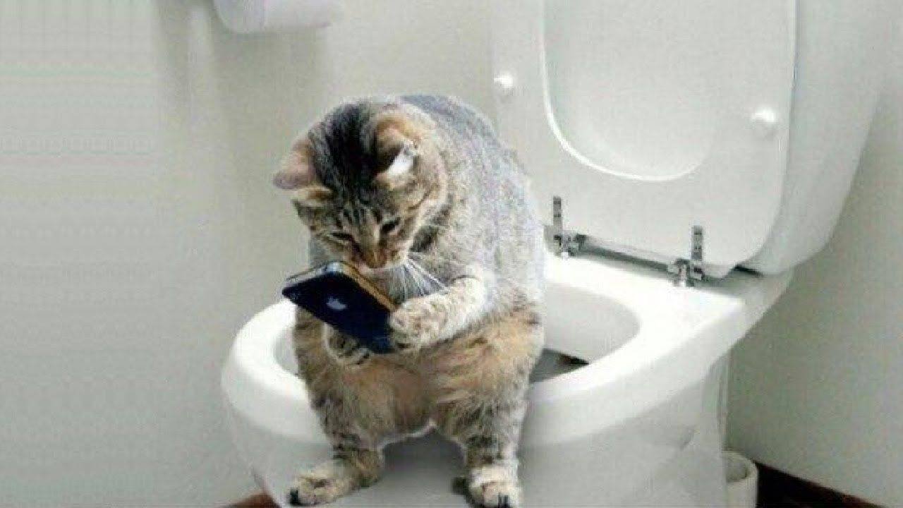 ПРИКОЛЫ С ЖИВОТНЫМИ ДО СЛЕЗ #114 Смешные КОТЫ И СОБАКИ  Приколы