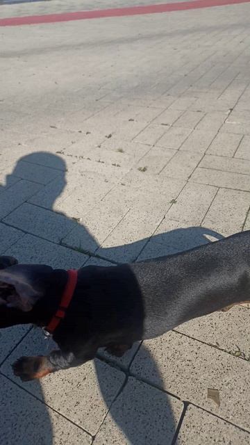 Такса 🐕 кроличья 🐰 выгул 🚶