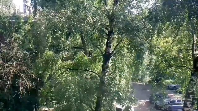 Жара. Лето. Береза за окном 57347745