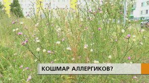 Чертополох вымахал до двух метров, и напоминает экзотические кактусы