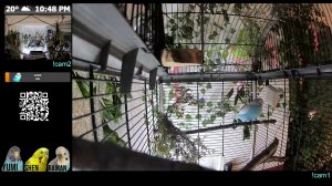 жизнь погугаев на балконе  🦜🦜🦜  | 🟢24/7 budgie stream