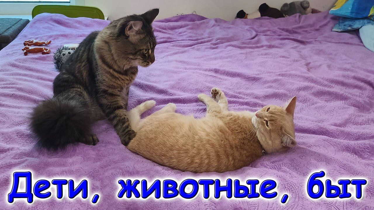 На улице. Дрессируем Джесси. Кубики Зайцева с Борей. (07.25г.) Семья Бровченко.