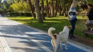 Кошки против собак.