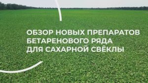 Изучаем работу новинок 2025 - гербицидов для сахарной свеклы