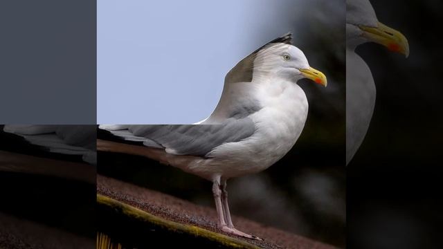 Чайка