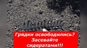 Когда сеять сидераты? #огород #сидераты #горчица