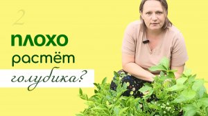 ПРАВИЛЬНЫЕ УСЛОВИЯ для УСПЕШНОГО выращивания ГОЛУБИКИ