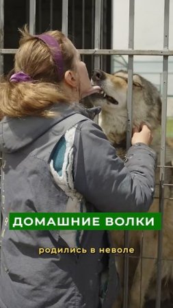 Можно ли приручить волка? #волк #волки #собаки #волкособ #питомцы #питомник #зоопарк #долинаволков
