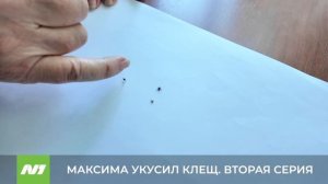 Максима укус клещ. Вторая серия. Нижневартовск