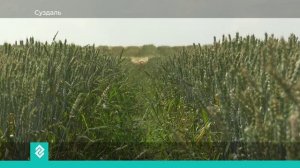 Новости Владимира и Владимирской области 31 июля 2025 года. Дневной выпуск